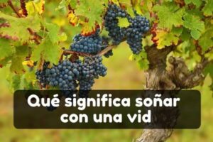 Soñar con Vid - Significado, Interpretación y Simbología ️